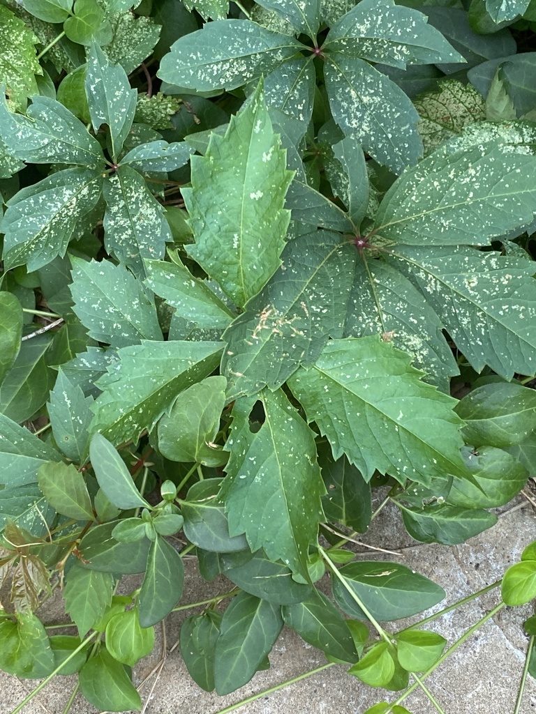 thicket creeper from Joliet Ave, Lubbock, TX, US on July 10, 2021 at 08 ...