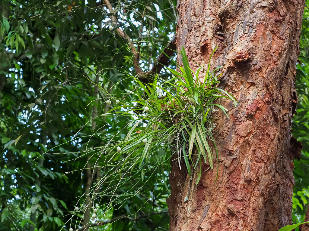 Acriopsis liliifolia from Bukit Timah Nature Reserve, Singapore on July ...