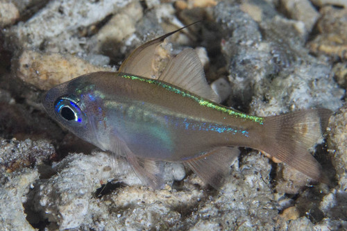 Genus Zoramia · iNaturalist