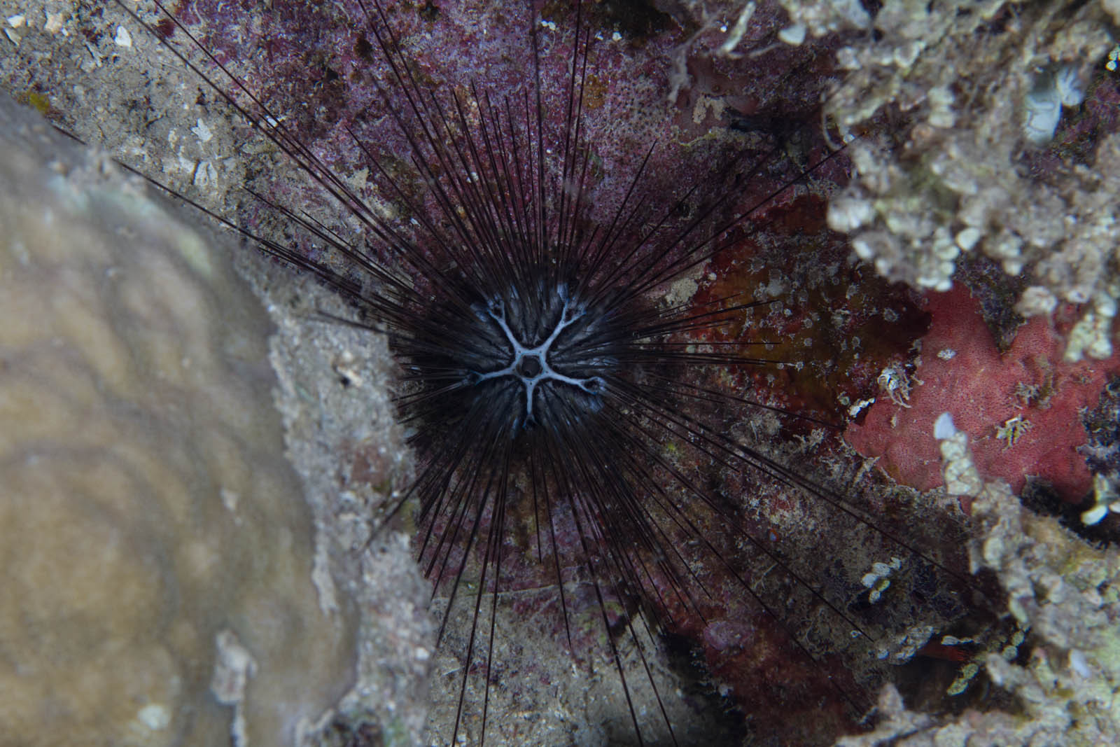 Diadema paucispinum A.Agassiz, 1863