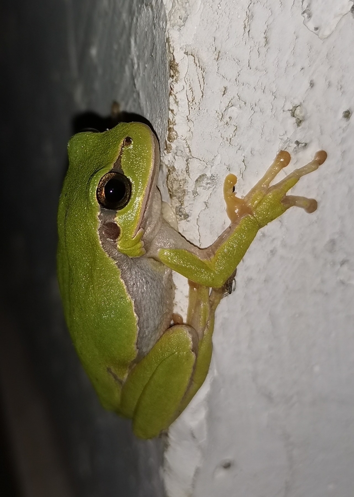 Eastern Tree Frog from Δίκαιο, Ελλάδα on July 09, 2021 at 09:50 PM by ...