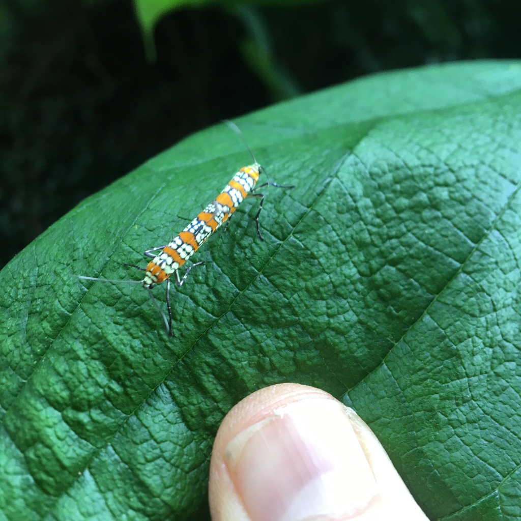 Ailanthus Webworm Moth from E Spring St, Fayetteville, AR, US on July ...