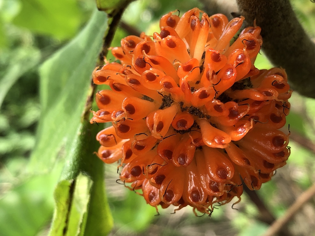 Paper mulberry (Broussonetia papyrifera) - Botanical Realm