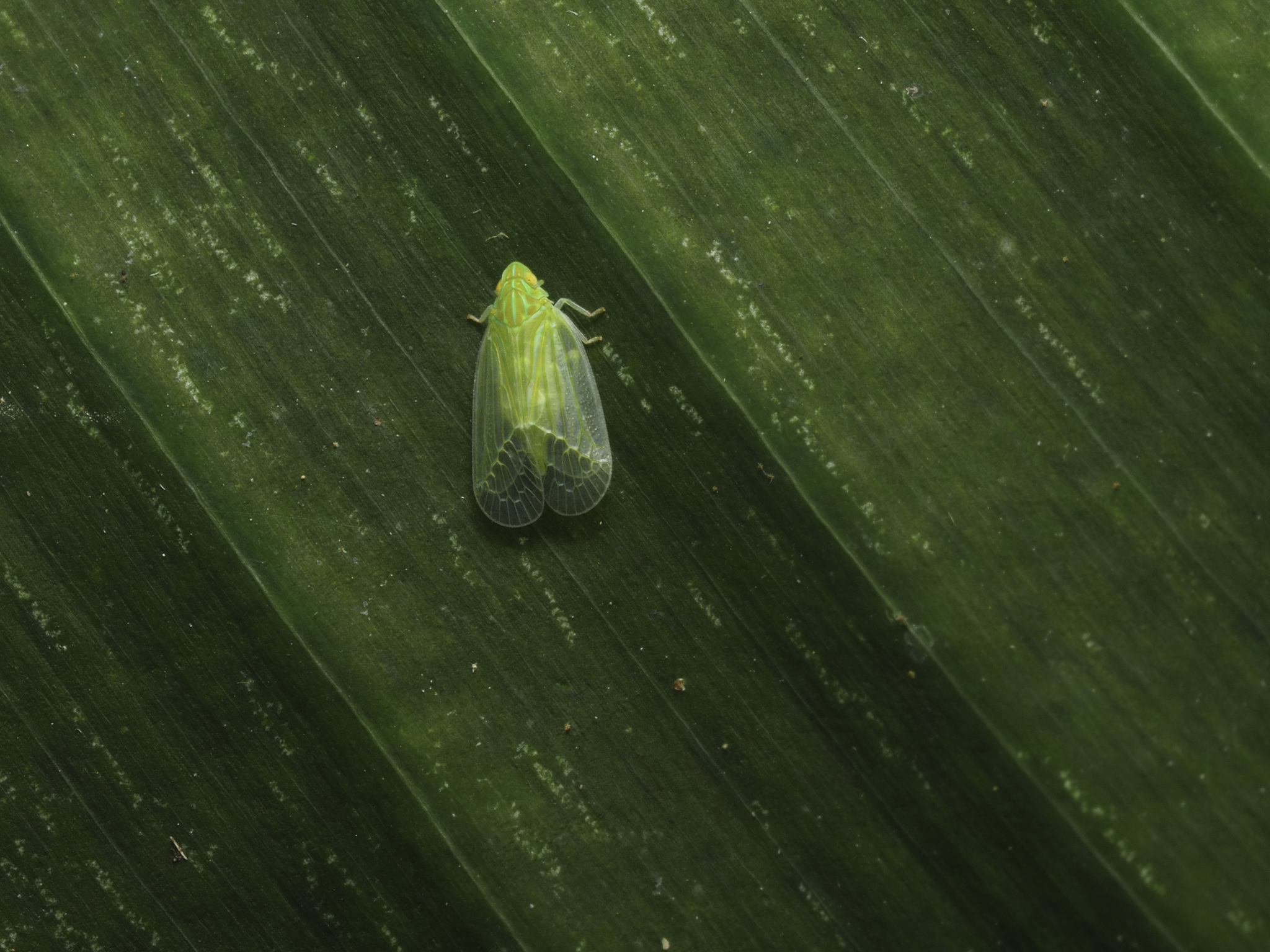 Kallitaxila Kirkaldy, 1901