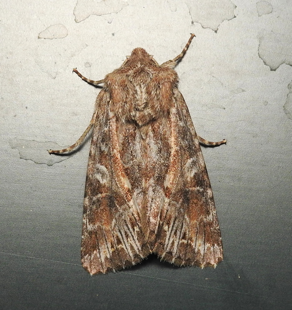 Apamea inordinata from Cabin, Chippewa County, MI, USA on July 08, 2021 ...
