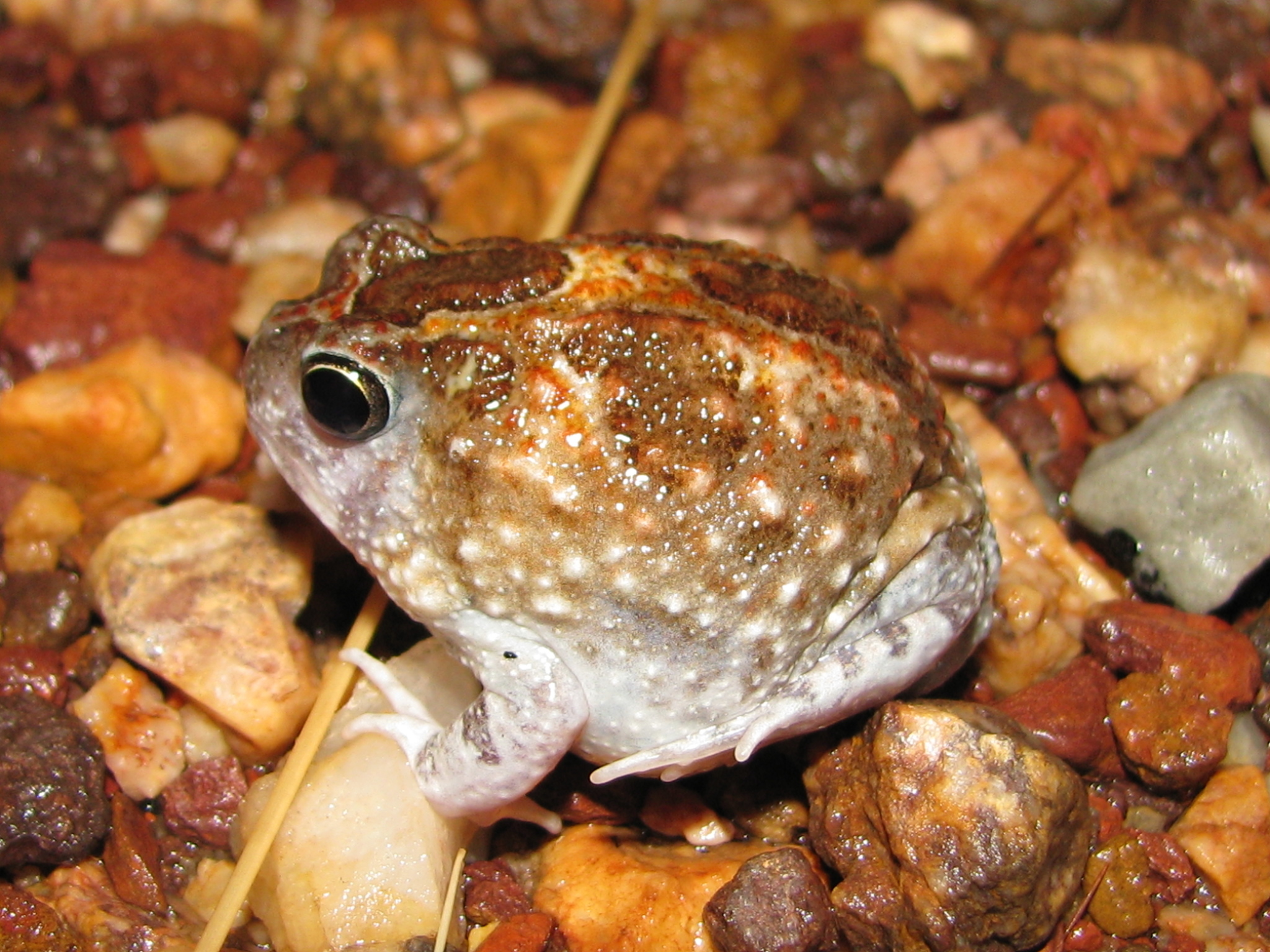 Notaden melanoscaphus Hosmer, 1962