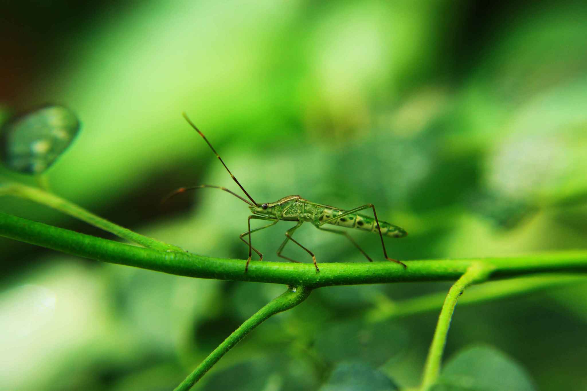 Leptocorisa oratoria (Fabricius, 1794)