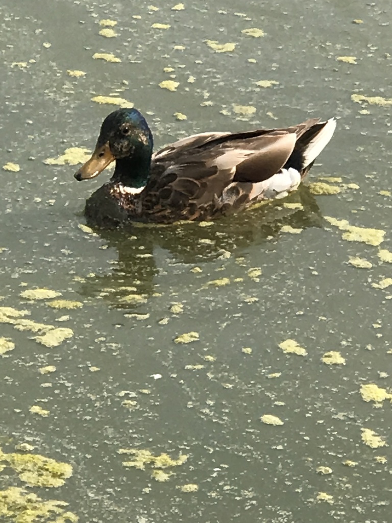 Mallard from S 1100 W, Salt Lake City, UT, US on July 10, 2021 at 09:49 ...