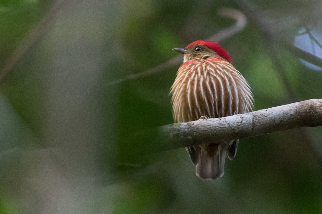 Striolated Manakin from Anorí, Antioquia, Colombia on January 27, 2018 ...