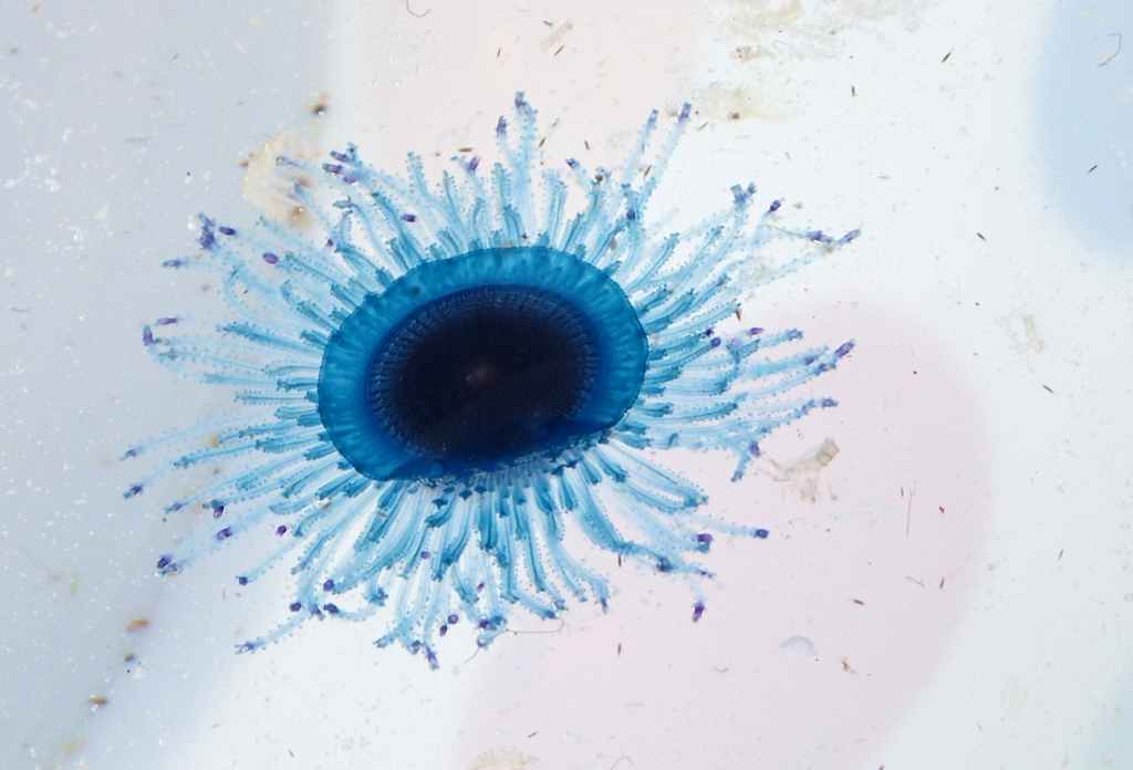 Blue Button from Copacabana NSW Australia on March 10, 2018 at 08:55 AM ...