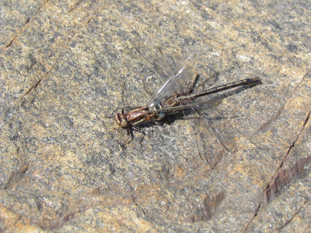 Dusky Clubtail from Killarney, ON, Canada on June 26, 2013 at 12:55 PM ...