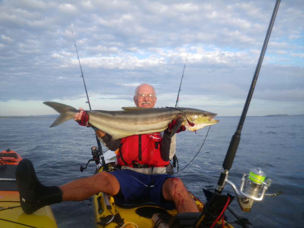 Cobia from Queensland, Australia on November 20, 2014 at 05:32 AM by ...