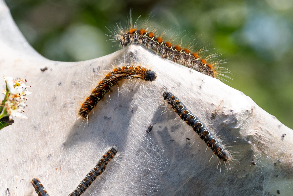 Small Eggar from 06620 Cipières, France on June 13, 2021 at 11:54 AM by ...