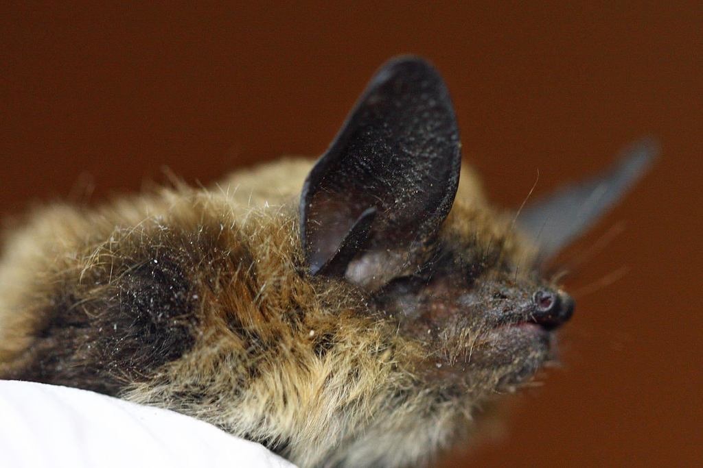 Fringed Myotis from Kohl's Ranch, Gila County, AZ, USA on June 18, 2021 ...