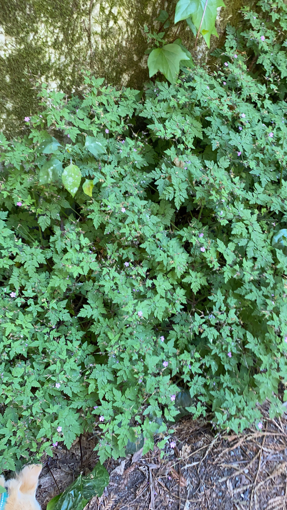 Ruberta from Monte Rio on July 9, 2021 at 03:01 PM by tylerbickford ...