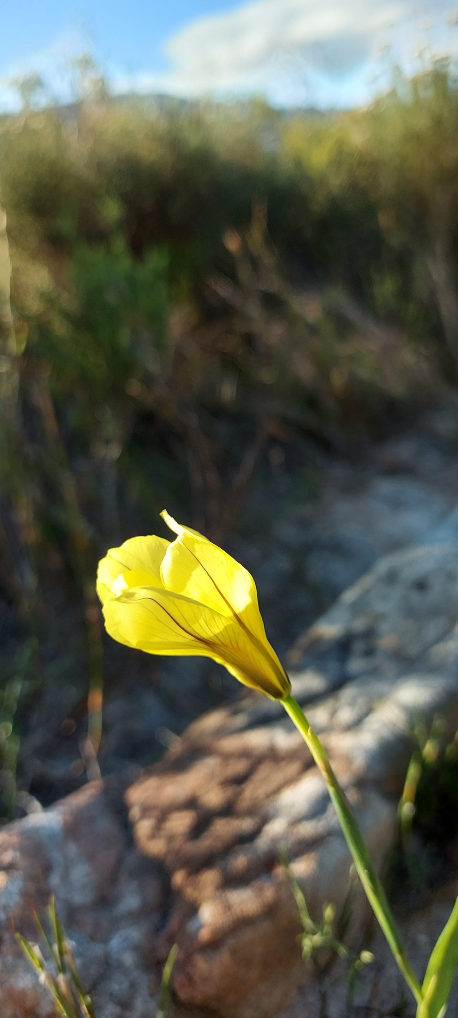 Moraea collina Thunb.