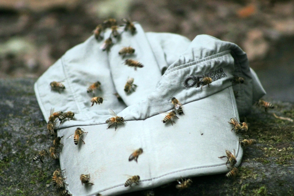 Western Honey Bee from Gatlinburg, TN 37738, USA on June 28, 2021 at 05 ...