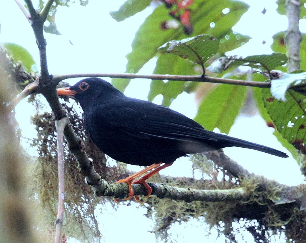 Glossy-black Thrush from Bellavista Cloud Forest, Tandayapa Valley ...