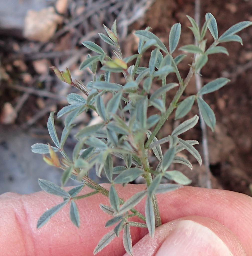 Diverse Indigo from Cango Caves. South Cape DC, South Africa on July 03 ...