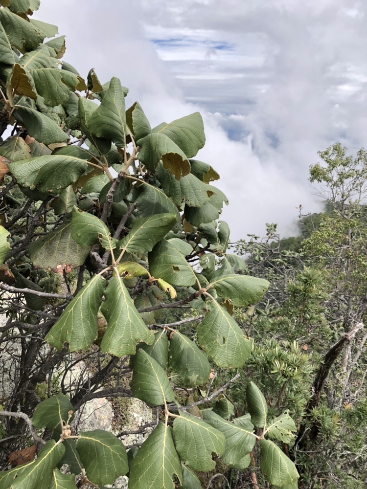 (Quercus urbani) - Botanical Realm