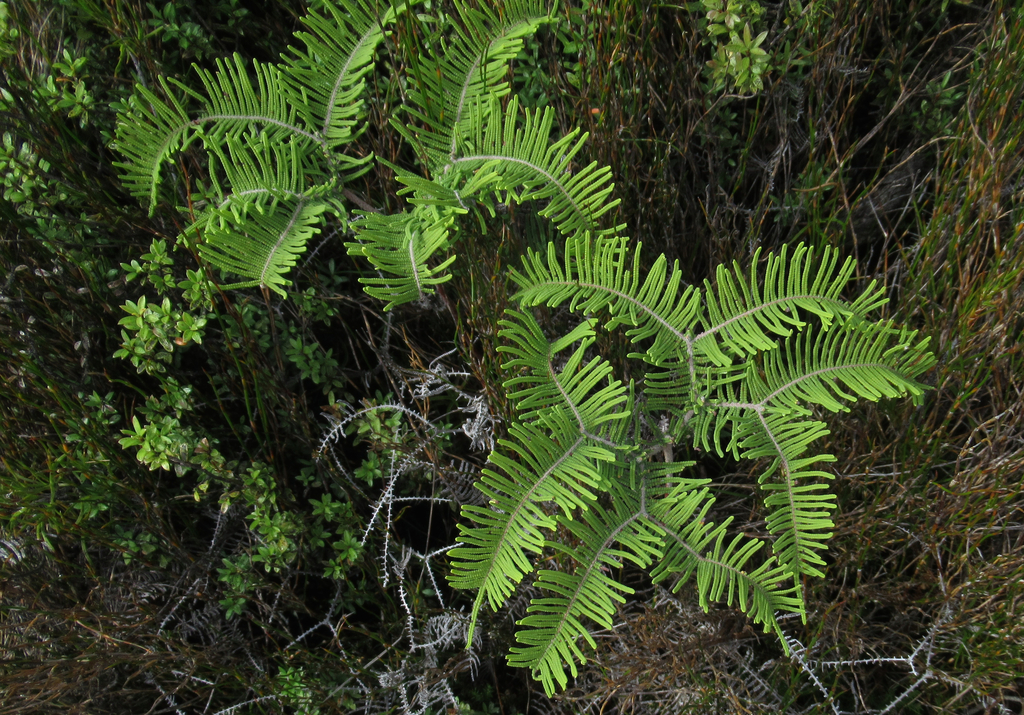 scrambling coral-fern from Denniston 7891, New Zealand on March 18 ...