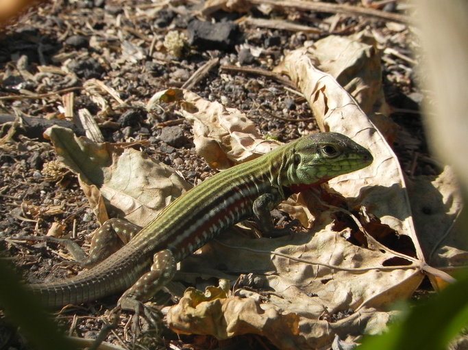 Huico siete líneas (Lagartijas, camaleones, iguanas y parientes de ...