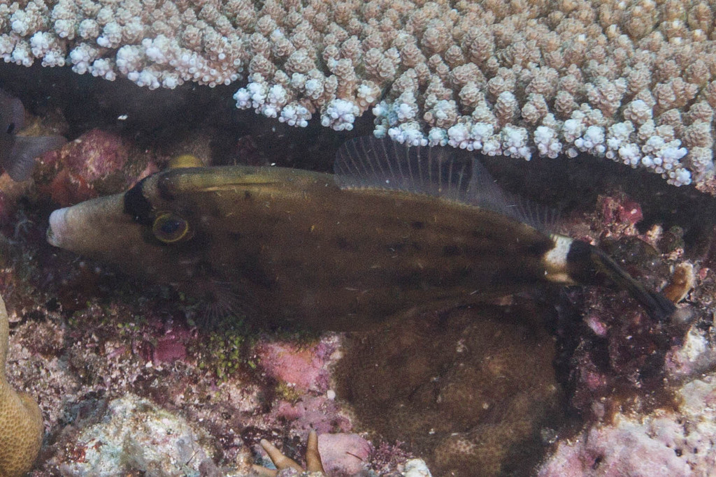 Spectacled filefish (Kushimoto aquarium and undersea tower, Kushimoto ...