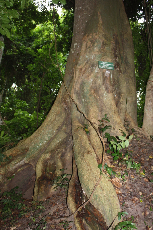 Upas tree (Antiaris toxicaria) - Botanical Realm