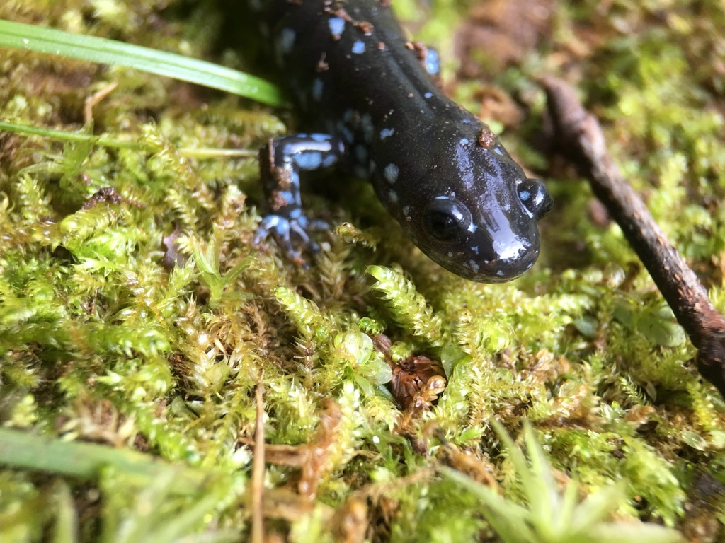 Blue-spotted Salamander from Ashland, Wisconsin, United States on ...