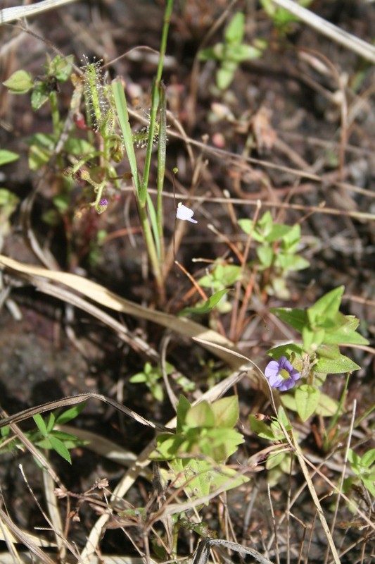 Bacopa hamiltoniana from Tambaga, Tapoa, Burkina Faso on October 28 ...