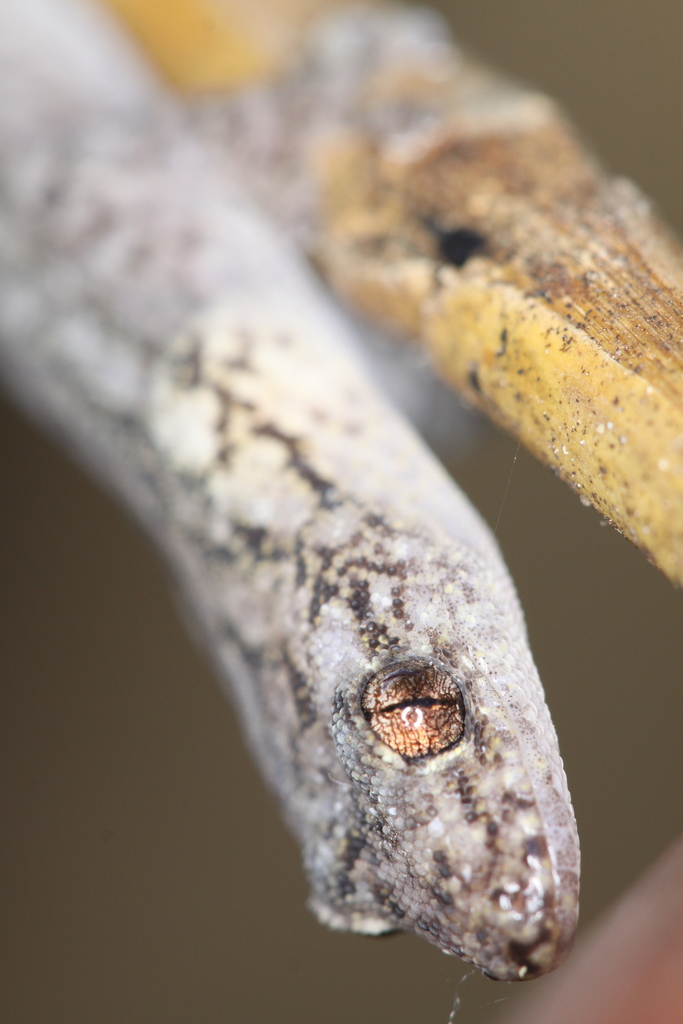Southern Marbled Gecko (Reptile Watch Porongurup) · iNaturalist