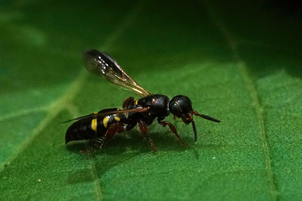 New World Banded Thynnid Wasps from Deerfield Beach, FL, USA on July 10 ...
