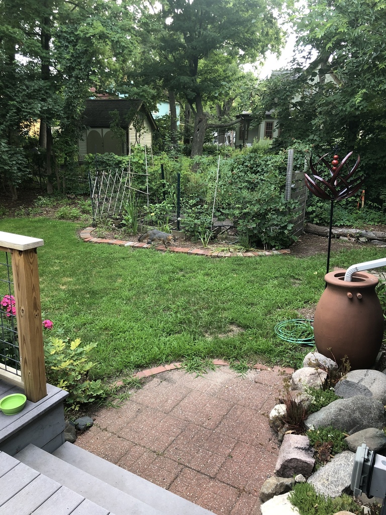 Gray Fox from Hiscock St, Ann Arbor, MI, US on July 10, 2021 at 08:29 ...