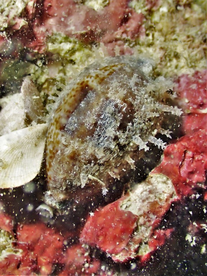 Contradusta walkeri (J.E.Gray, 1832)