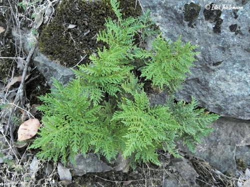 Cheilanthes glauca (Tamango Flora) · iNaturalist