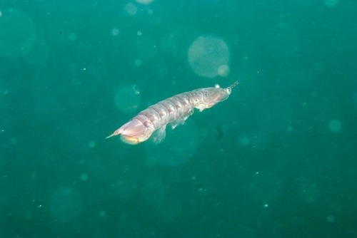 Cape mantis shrimp (Pterygosquilla capensis) · iNaturalist