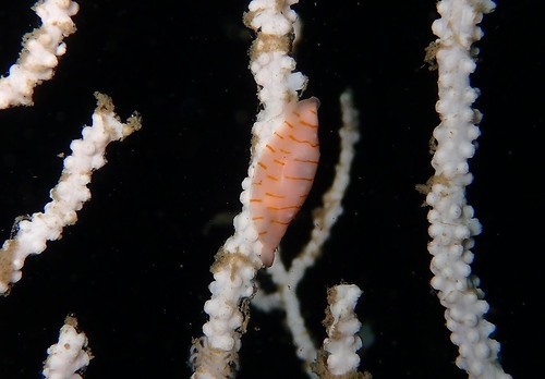Poached-egg Shell (Simnia patula) · iNaturalist
