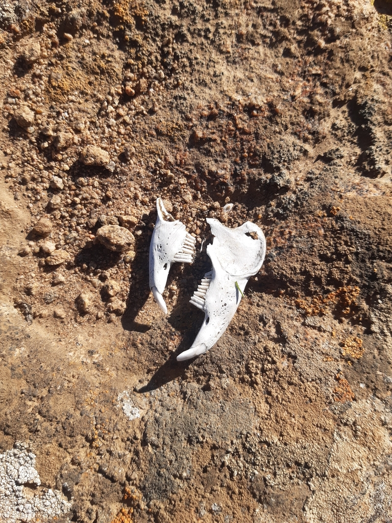 Coruro from Ovalle, Coquimbo, Chile on July 10, 2021 at 10:06 AM by ...