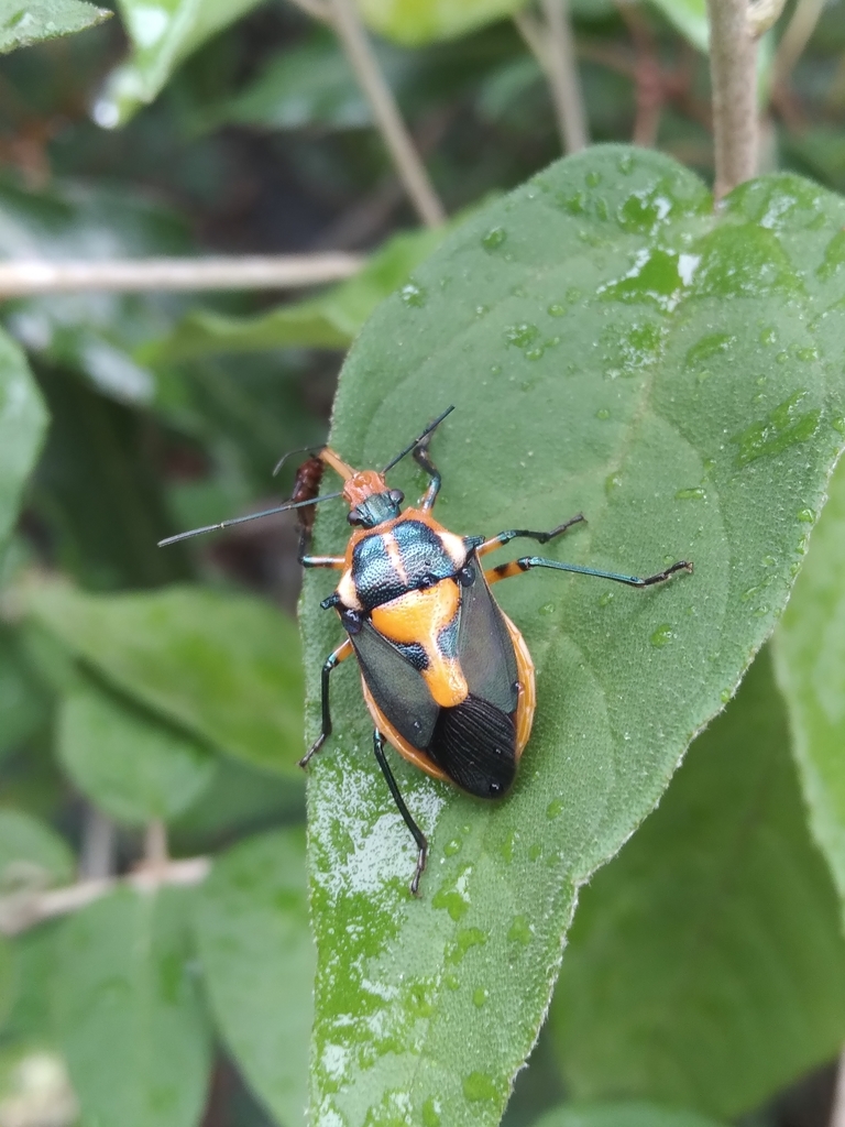 Florida Predatory Stink Bug from 67210 N.L., México on July 10, 2021 at ...