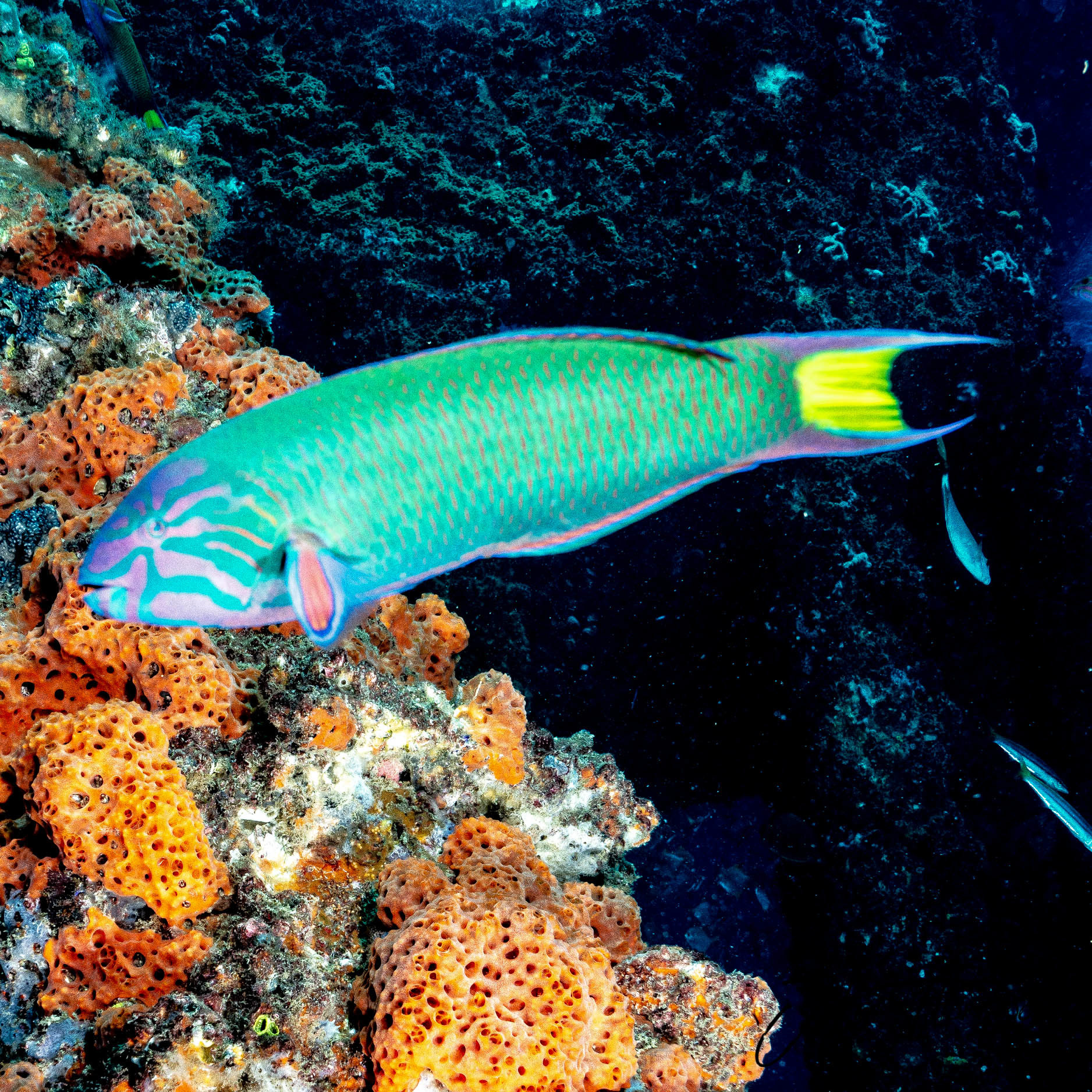 Lunar Wrasse