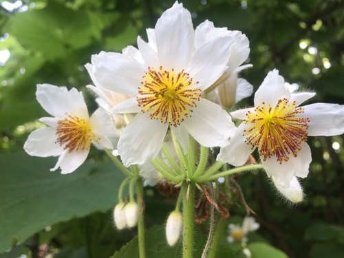 Genus Sparmannia · iNaturalist