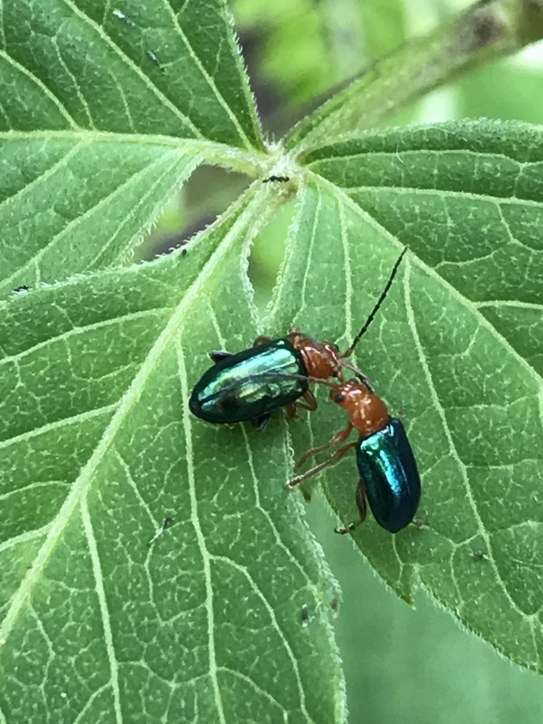 Flea Beetles from Distrito Federal, Mexico on June 20, 2021 at 05:06 PM ...