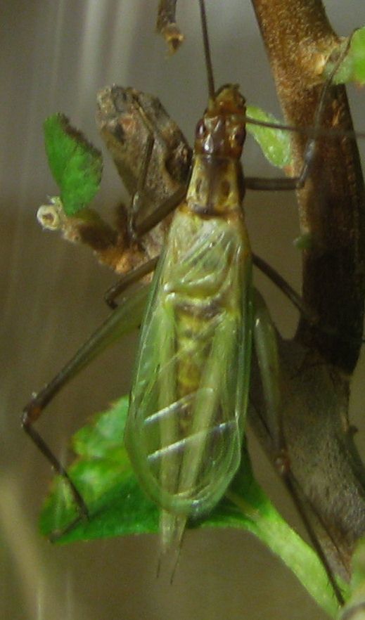 Tamarack Tree Cricket (Tree Crickets of the Continental U.S.) · iNaturalist