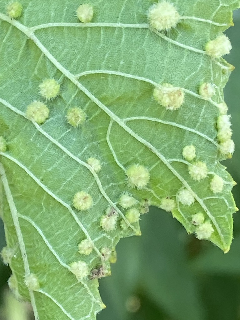 Grape Phylloxera from Interstate 40, Baxter, Putnam Co., TN on July 03 ...