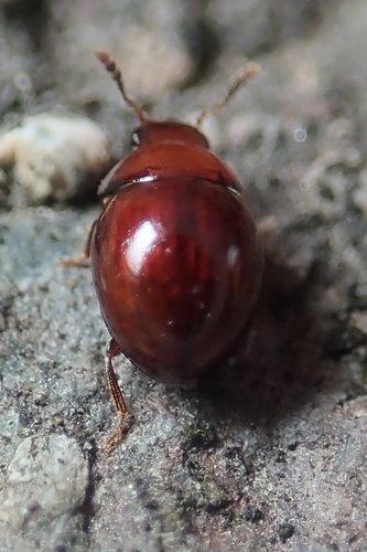 Agathidium badium · iNaturalist
