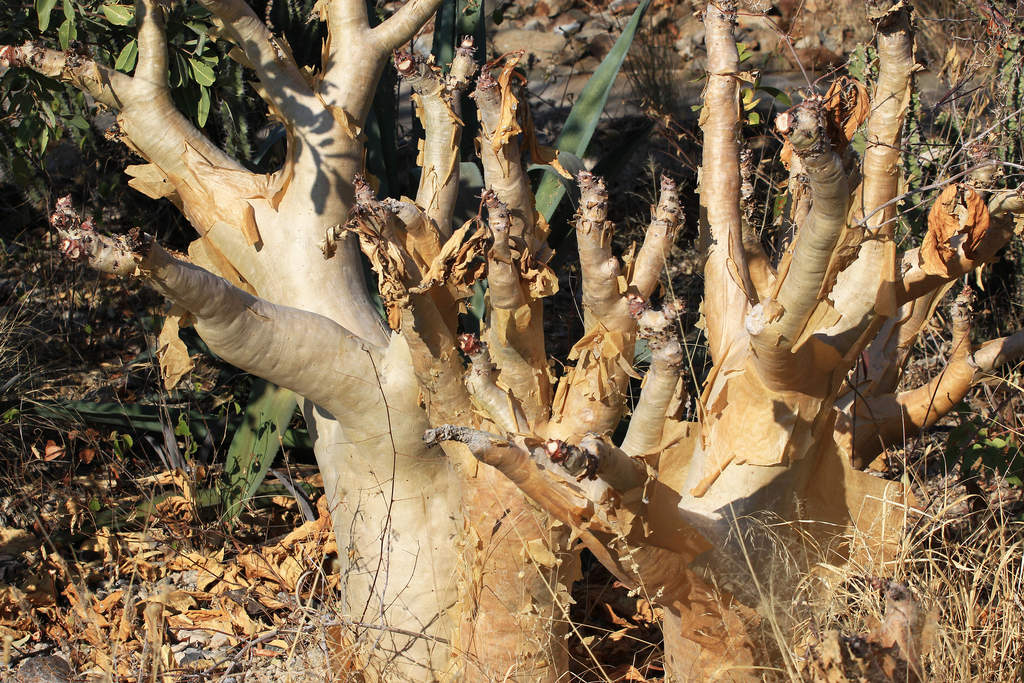 Cobas Tree from Kunene, Namibia on July 28, 2013 at 09:30 AM by John E ...