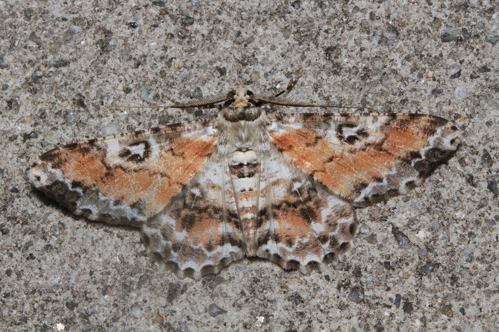 Cleora determinata from Frasers Hill town center on July 1, 2014 at 12: ...