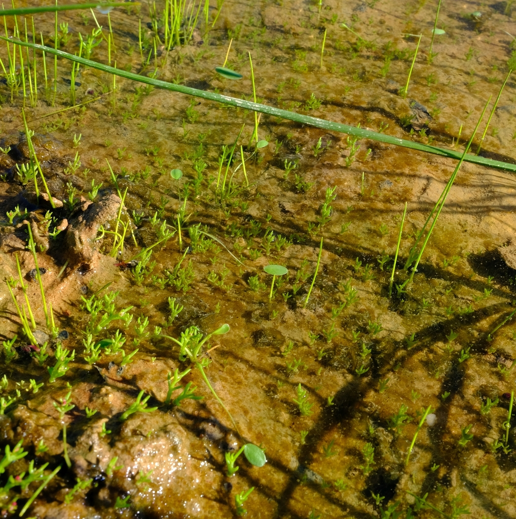 Mudwort (Limosella grandiflora) - Botanical Realm