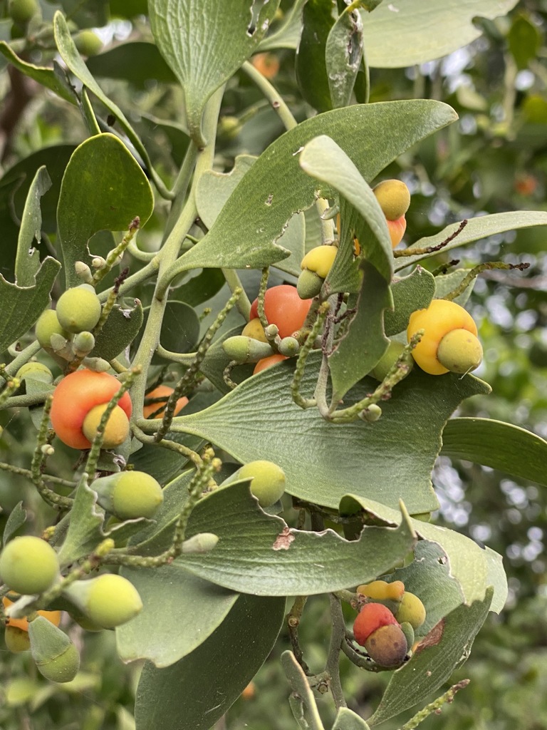 Broad Leaved Native Cherry from Douglas, Queensland, Australia on July ...
