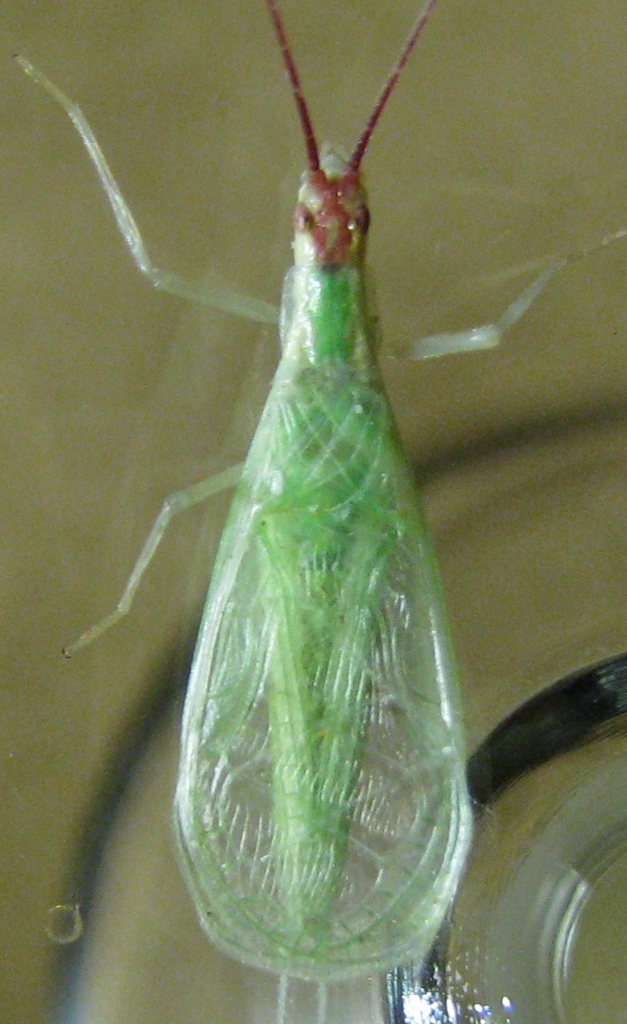 Broad-winged tree cricket (Tree Crickets of the Continental U.S ...